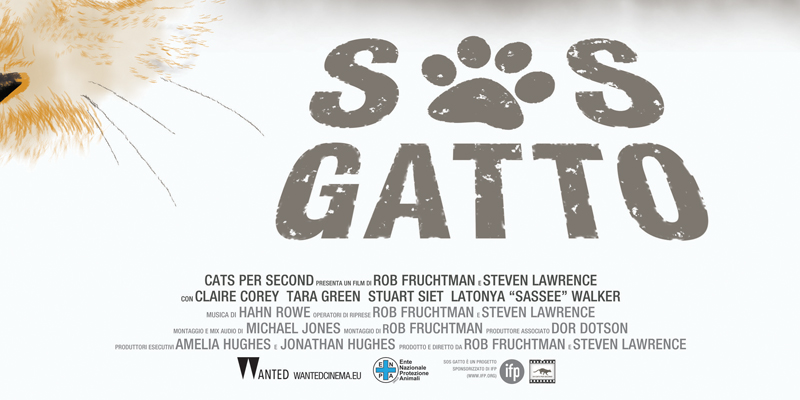 S.O.S. Gatto, Mici a New York - Robinson Pet Blog
