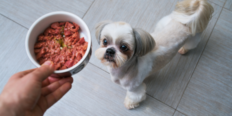Le 7 Migliori Marche di Cibo Umido per Cani - Robinson Pet Blog