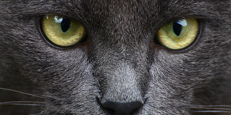 Malattie Occhio del gatto - Sintomi, Cause e Trattamenti- Robinson Pet Blog