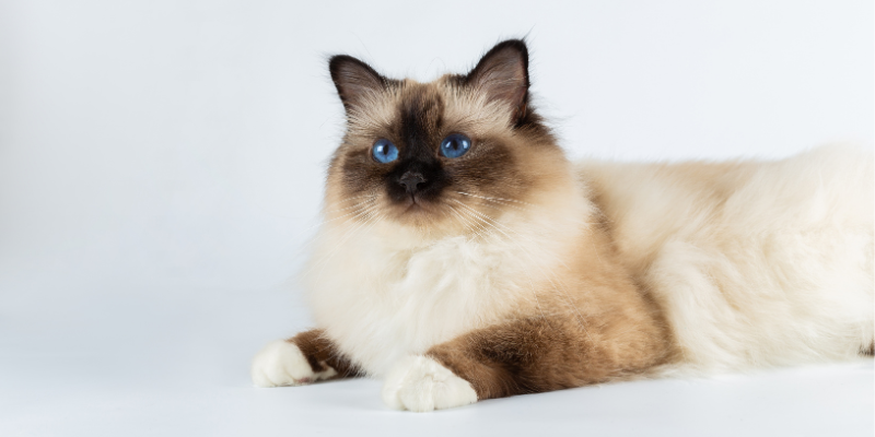 Gatto Birmano: Storia, Leggende e Caratteristiche - Robinson Pet Blog